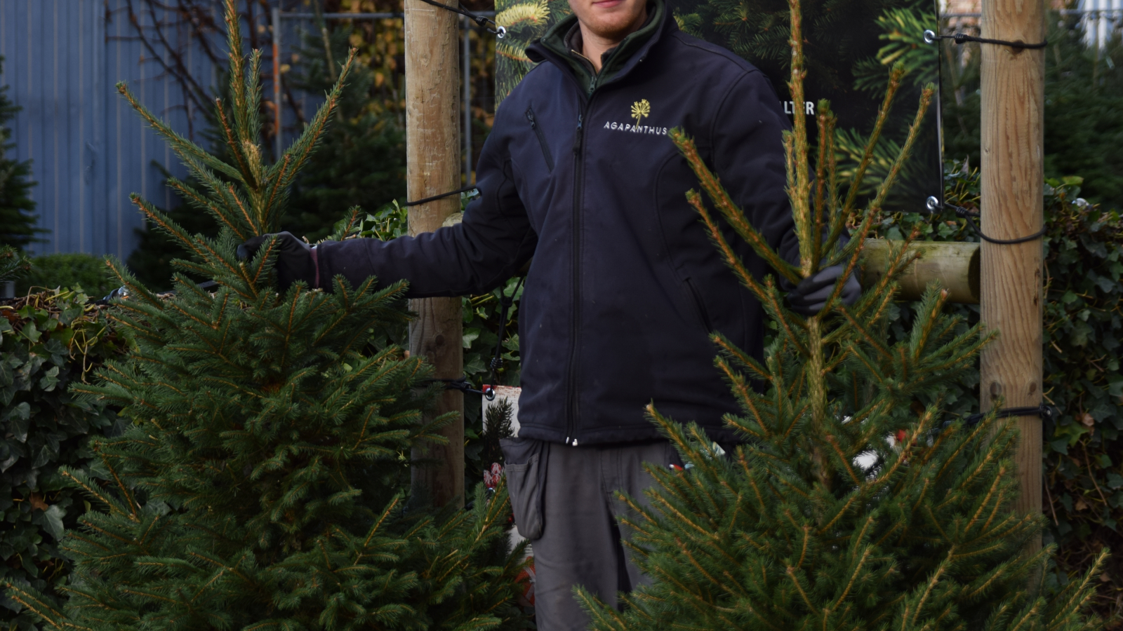 Picea abies | kerstbomen